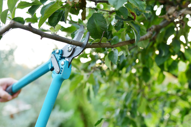 Tree Pruning, High Point, NC | Davidson Landscape Nursery